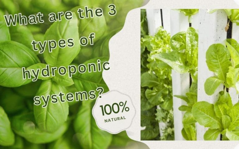 What are the 3 types of hydroponic systems? - Vertical Hydroponic ...